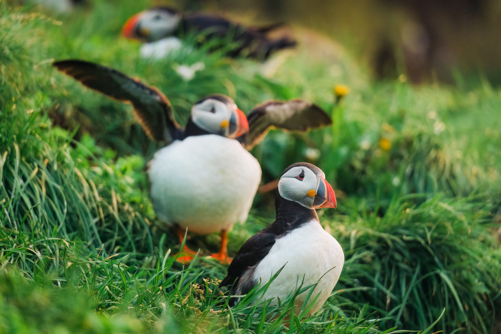 Flock of Atlantic Puffin Bird by Thanayu Jongwattanasilkul / 500px