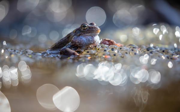 Close-up of frog in water by Viсtor Dubinkin | 500px
