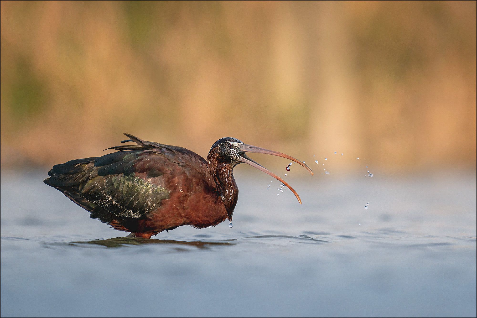 Brauner Sichler by Georg Scharf / 500px