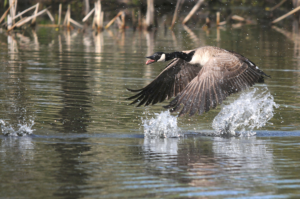 Canada Goose In Flight by Robert Kramer / 500px