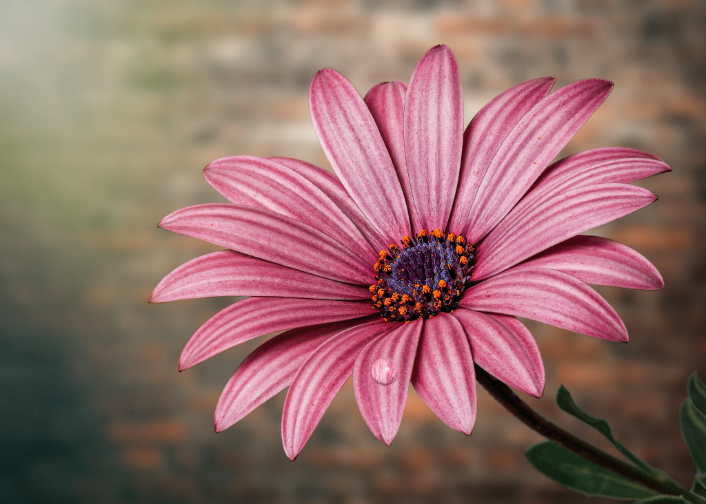 Flower by Sinisa Strkalj / 500px