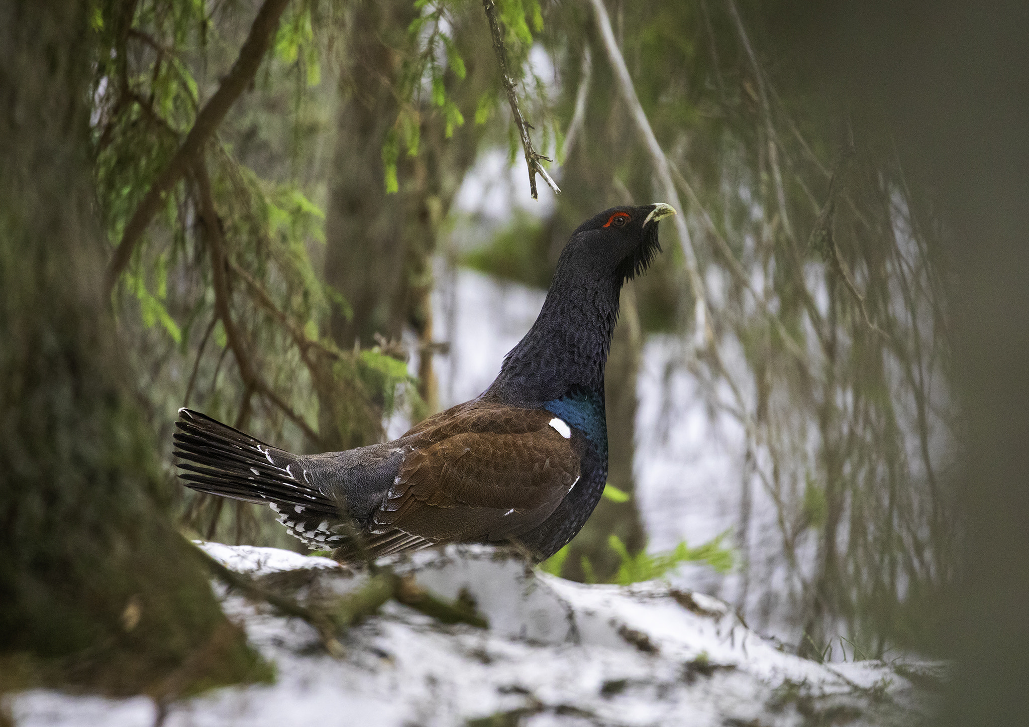 The mysterious bird in the forest, often called the troll bird. by ...