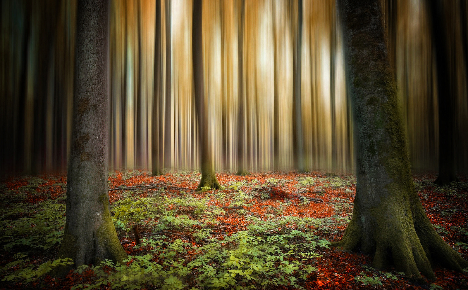 Dreamy Forest by Carsten Meyerdierks / 500px