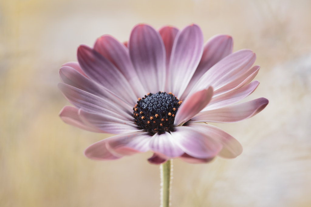 pink by Verika / 500px