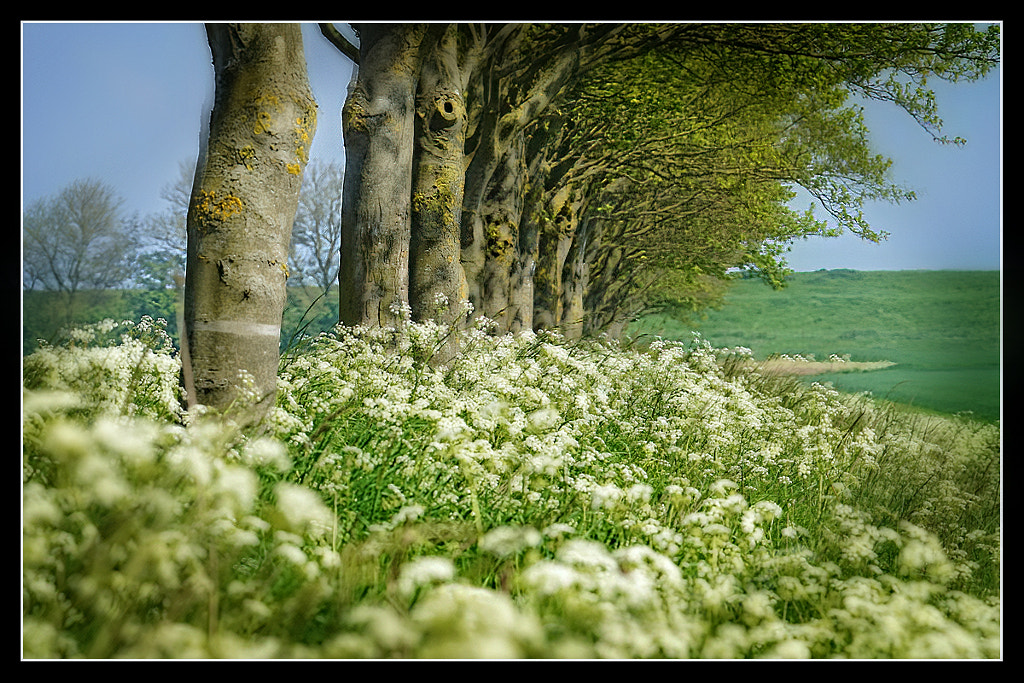 Where the trees sing. by Wiesław Jucha / 500px