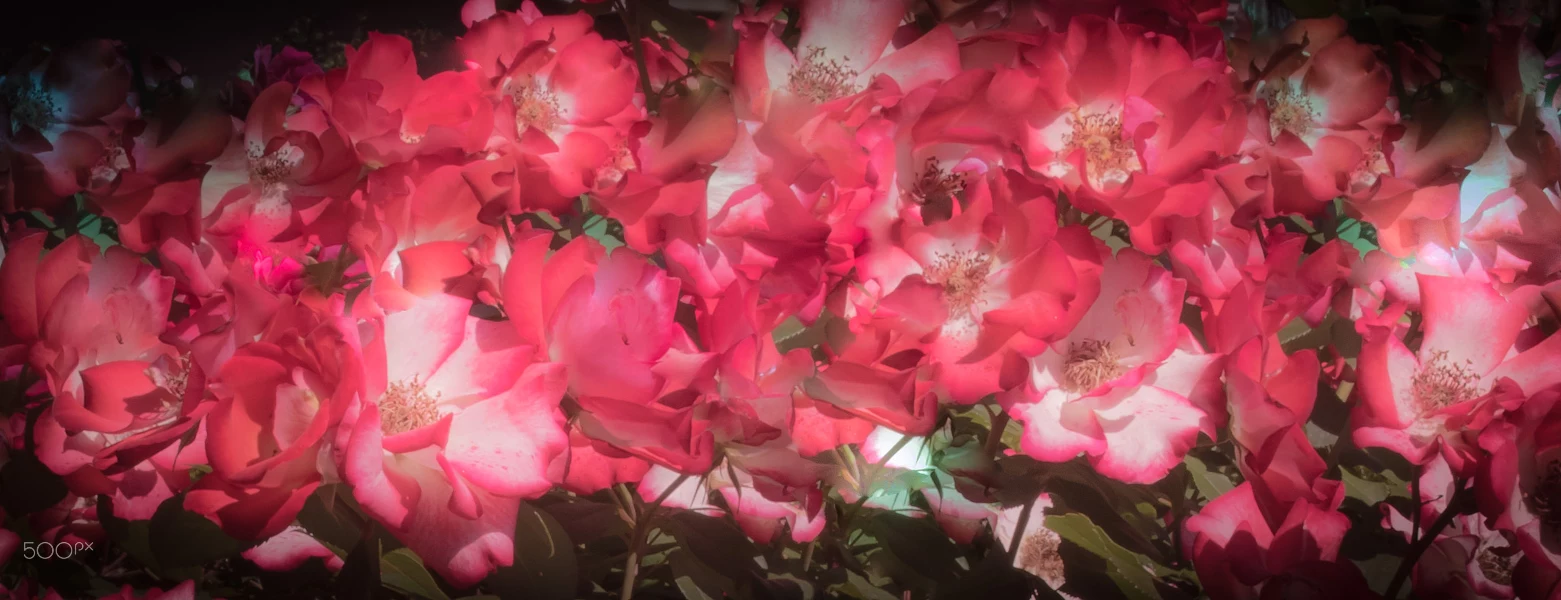 Steve Handy (stevehandy) Profile / 500px