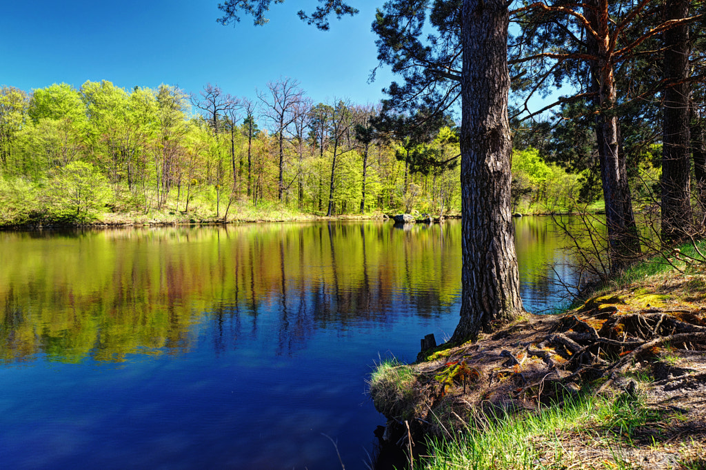 Bright morning by Alexander Sinitsky / 500px