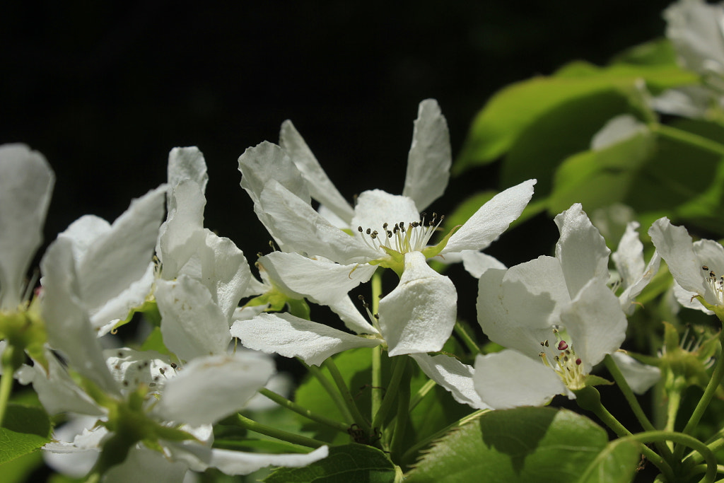 The spring flowers by Aliyah Khaydarova / 500px