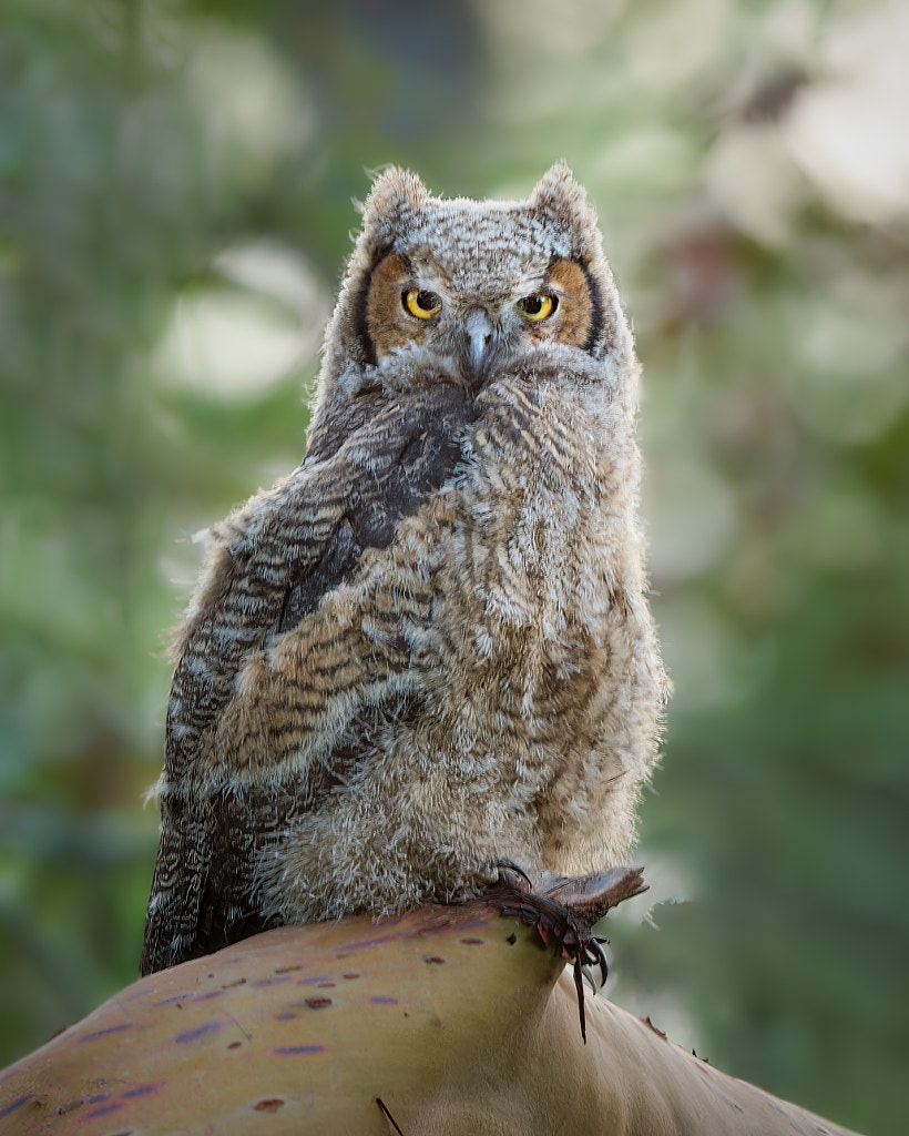 by DTB's Wildlife and Nature / 500px