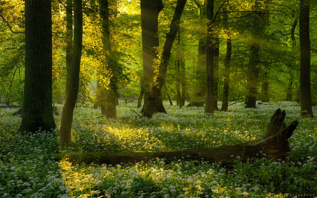 A spring day wakes up. by Adam Wajner / 500px