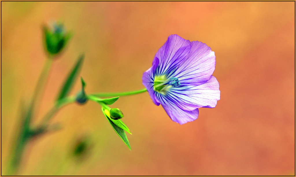 Linum Flowers by Terry Lucas / 500px
