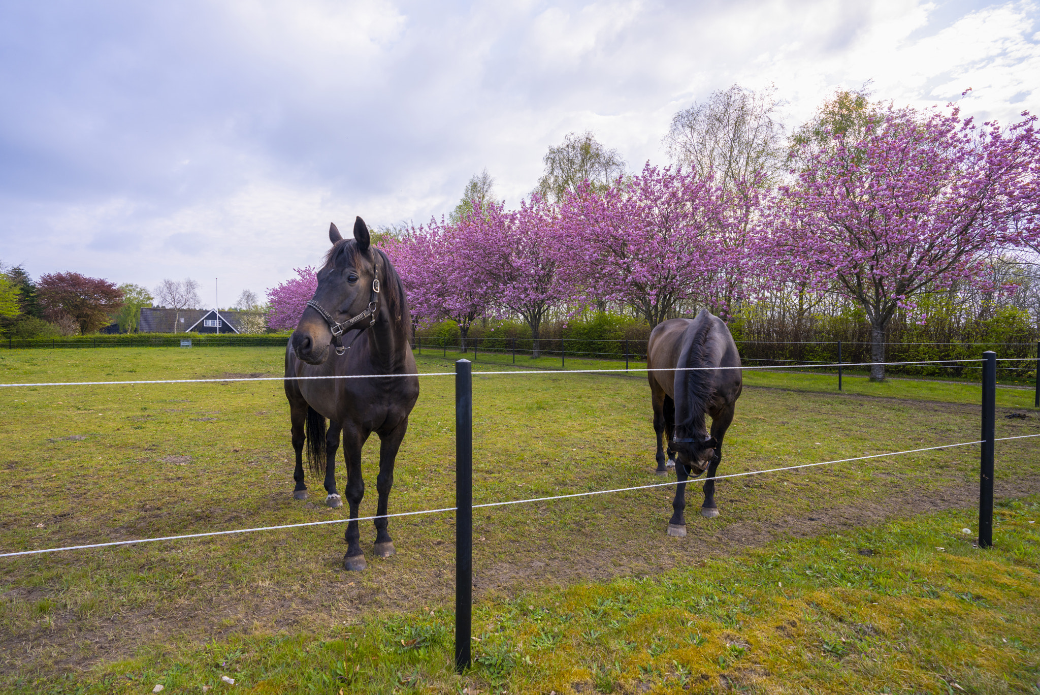 Horses Grazing Under Cherry Blossom Trees | nature photo by Karim ...