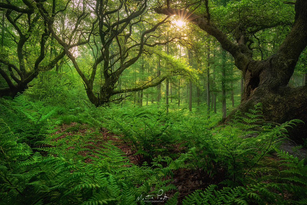 The tortuous oaks by Martin Podt / 500px