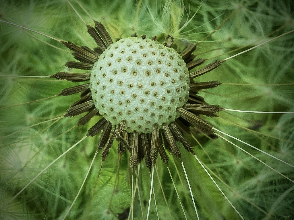 The amazing dandelion … by Bill Cowles / 500px