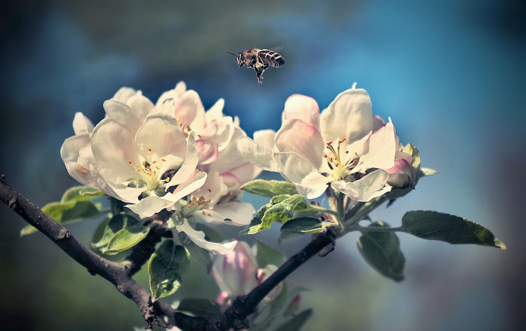Spring theme by Jaroslav Boklazuk / 500px