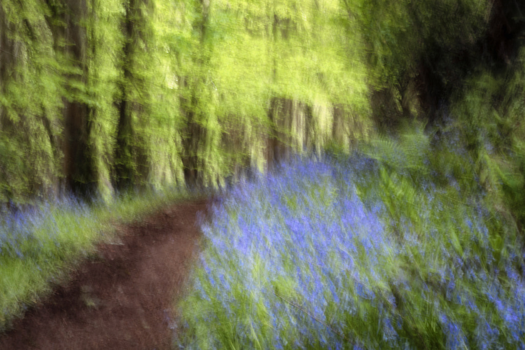 Bluebell Walk. by John Ray / 500px