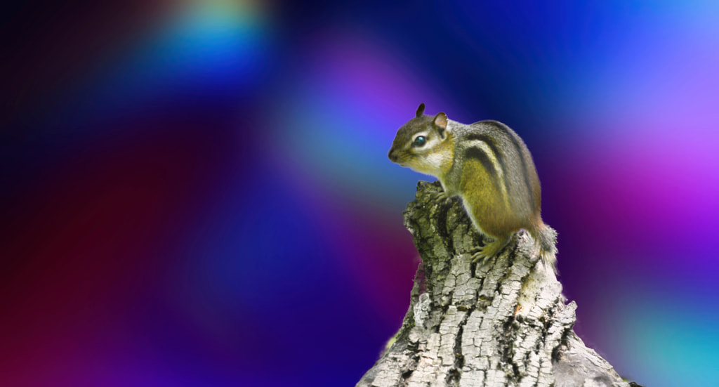 Chipmunk by C O N R A D / 500px