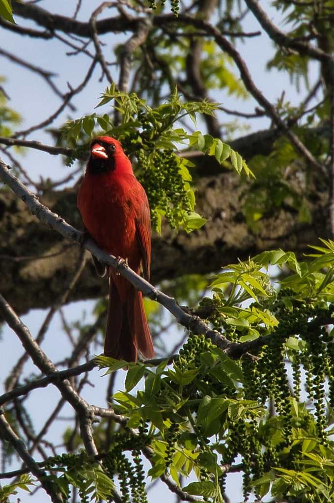 Male Cardinal by Cheryl McGovern / 500px