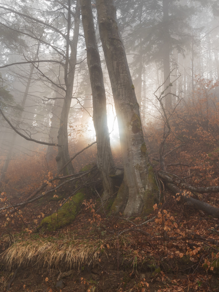 Forest passage to another dimension by Marek Wojnar / 500px