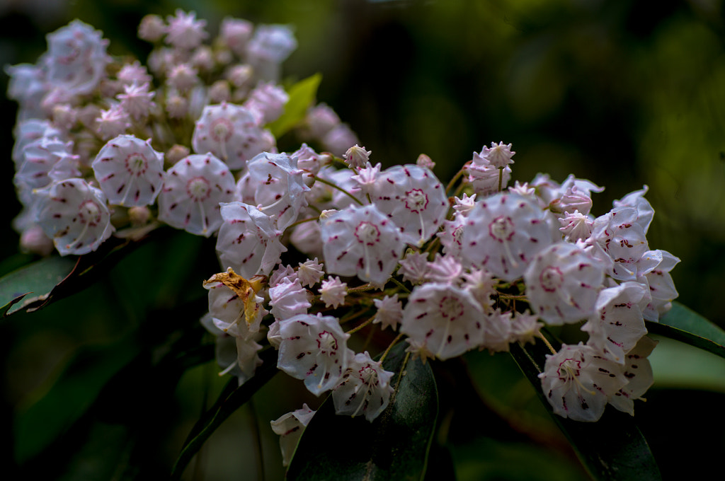sweet odor by Naoto Sasada / 500px