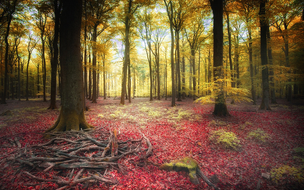 Forest Beauty by Carsten Meyerdierks / 500px