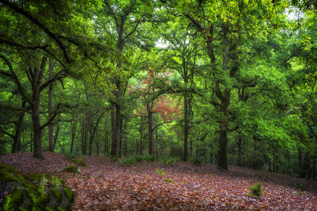Trees in forest during autumn by Ghassen Bargaoui / 500px