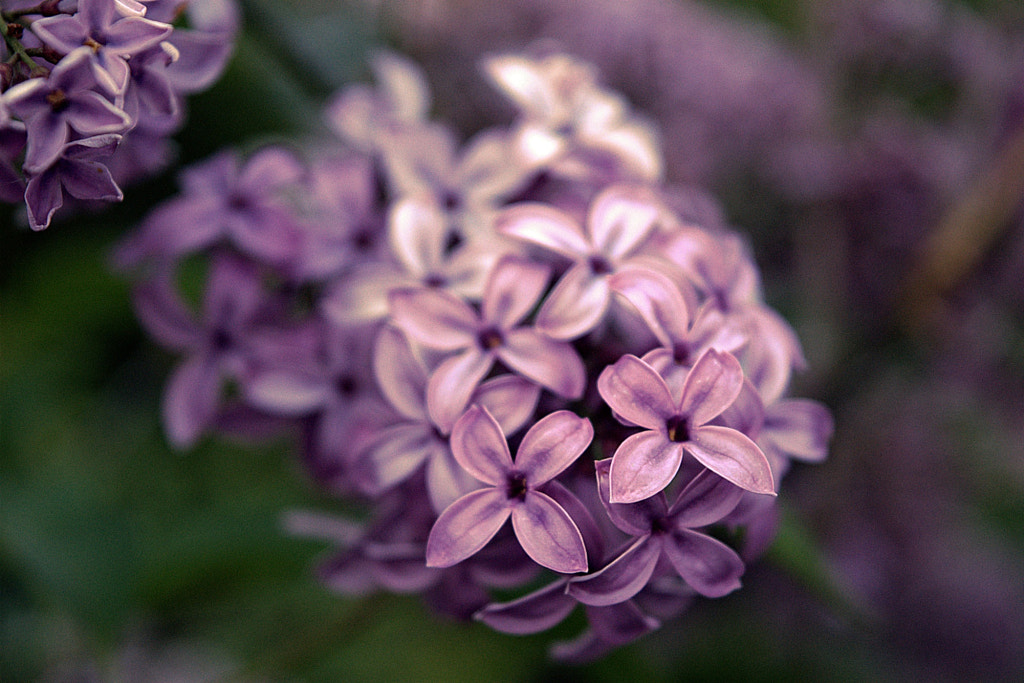 lilac blossom by Mirjana / 500px