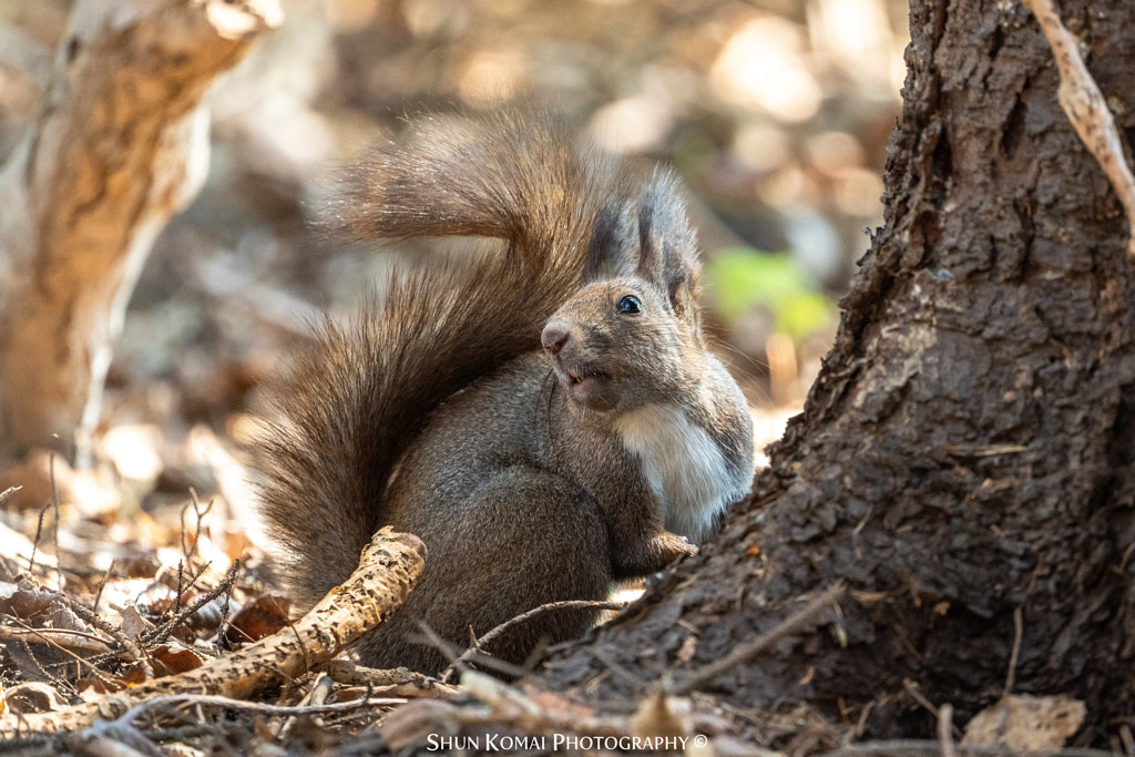 Ezo Red Squirrel in spring by shun komai / 500px