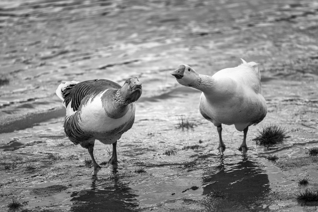 Geese arguing by Jürgen Brochmann / 500px