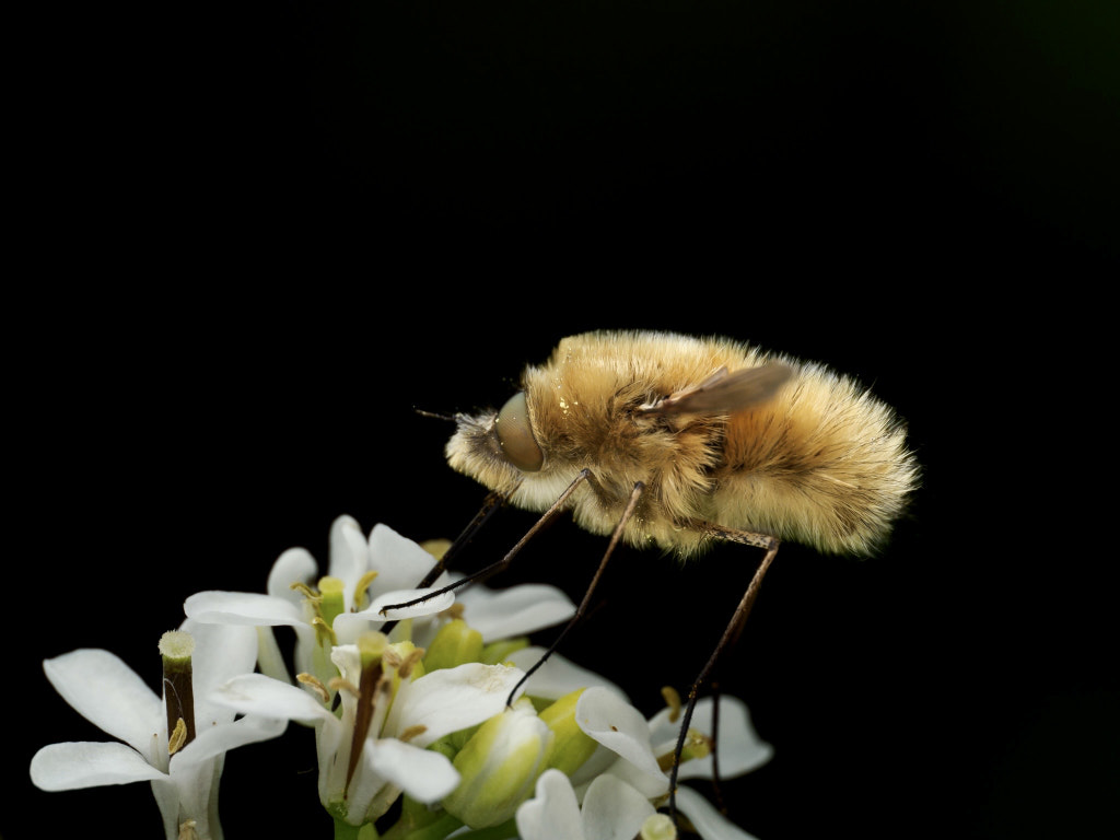 flying Garfield by rudi 808 / 500px