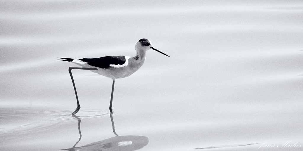 Bird in very essential B&W by Juan Madriz / 500px