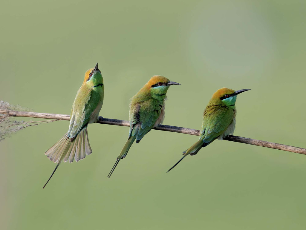 Green Bee Eater by Arshad Ashraf / 500px
