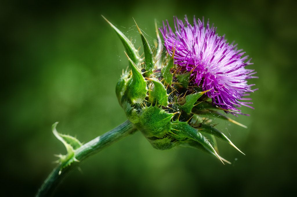 Chardon by David Labat / 500px