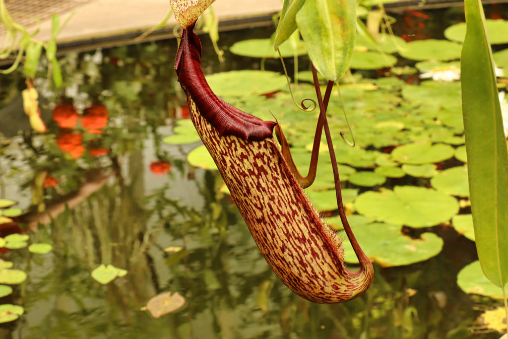Auckland Winter Garden House - 3 by Carl Main / 500px