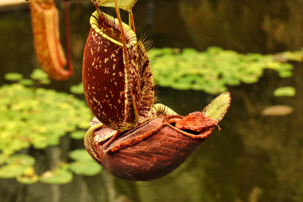 Auckland Winter Garden House - 4 by Carl Main / 500px
