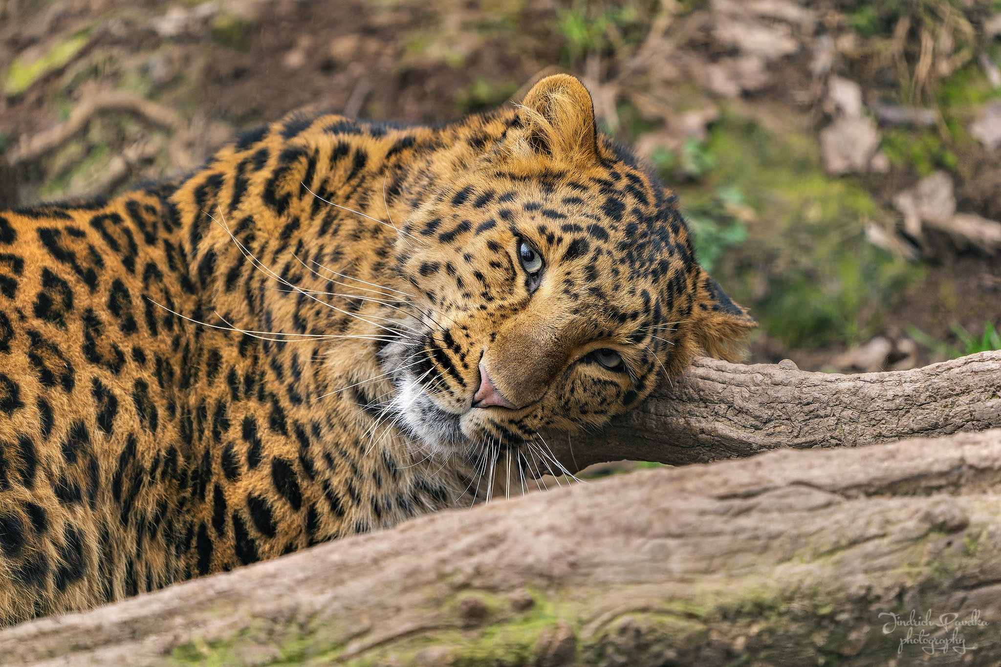 North China leopard (Panthera pardus japonensis) by Jindřich Pavelka ...