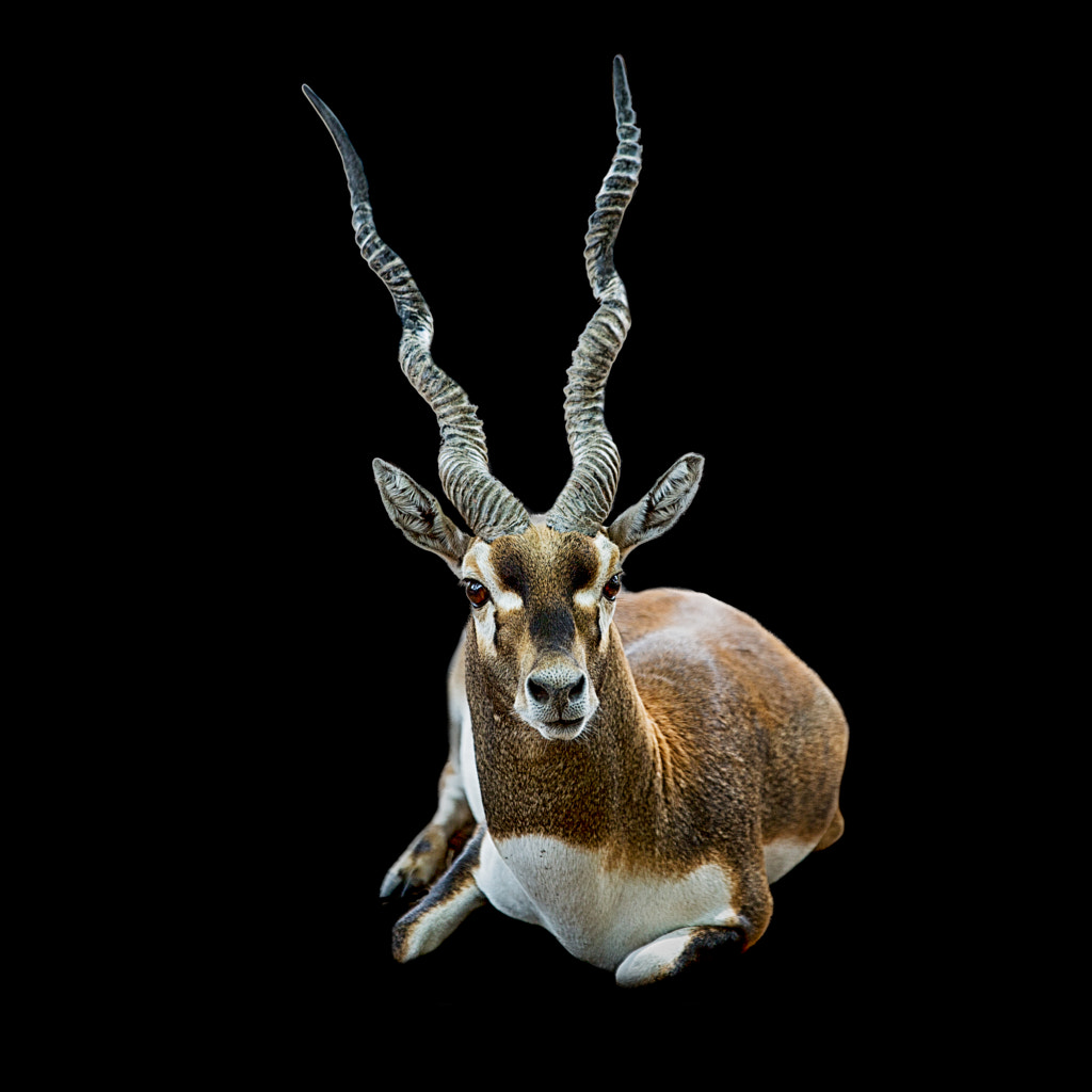 Blackbuck, The Indian antelope by Carlos Gianoli / 500px
