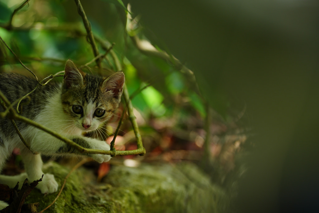 見つかった by 克己（Katumi） / 500px
