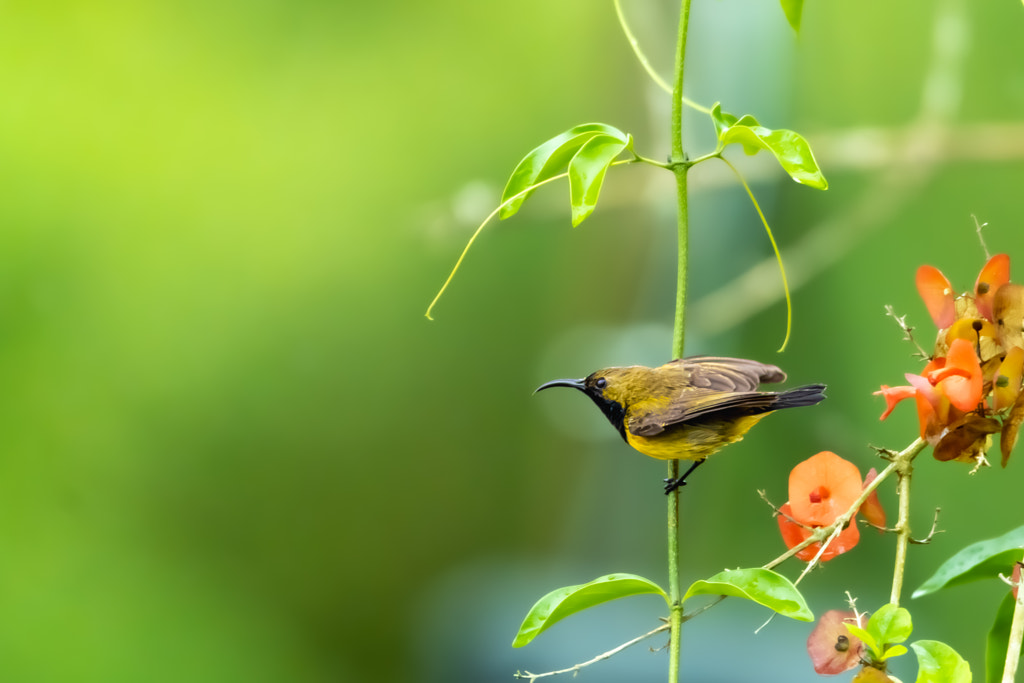 Close-up of olive-backed sunbird perching on plant by Erik Ding / 500px