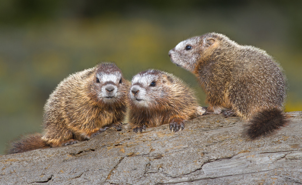 Marmots by David Goodell / 500px