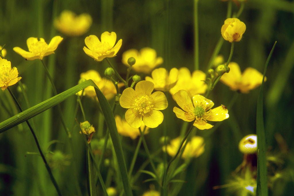 Scharfer Hahnenfuss - echt scharf by Wolfgang Schwieren / 500px