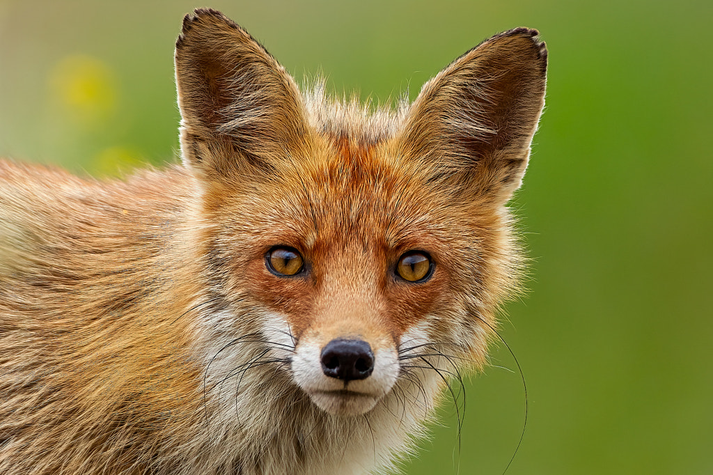 Fox by Radoslav Rankov / 500px