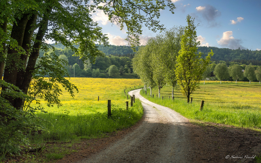 Lines in scape by Sabine Puschl / 500px