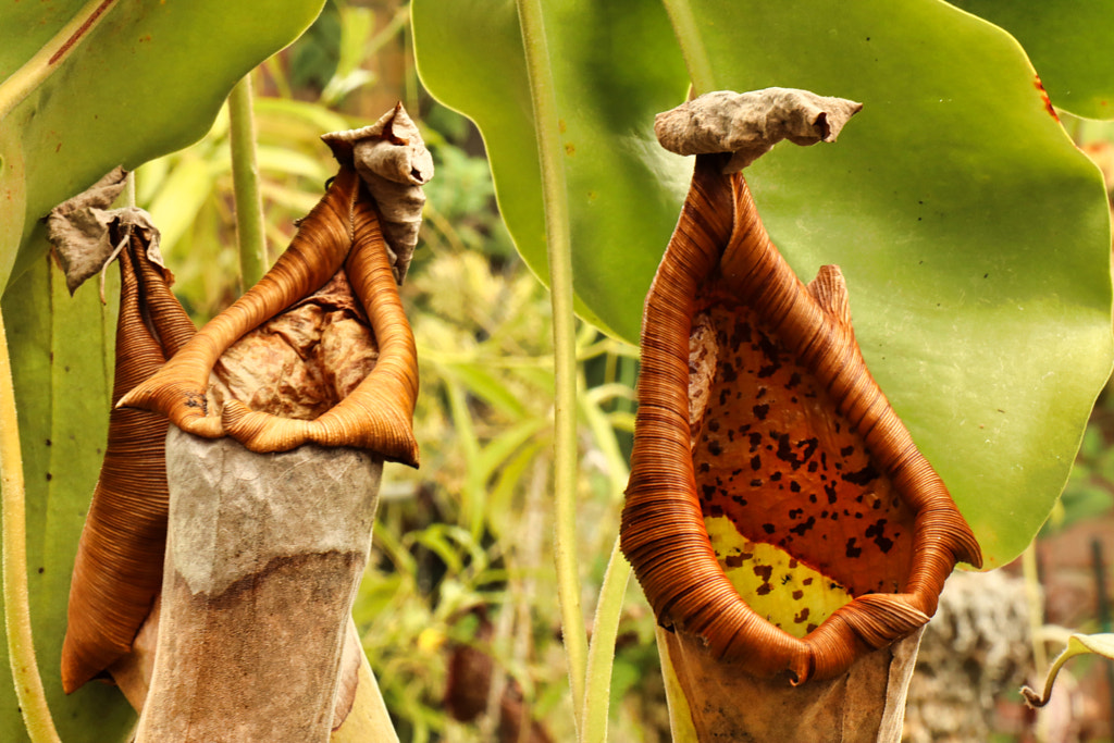 Auckland Winter Garden - 9 by Carl Main / 500px