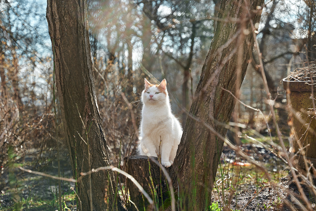 Nature Guardian Cat by Van Zhu / 500px