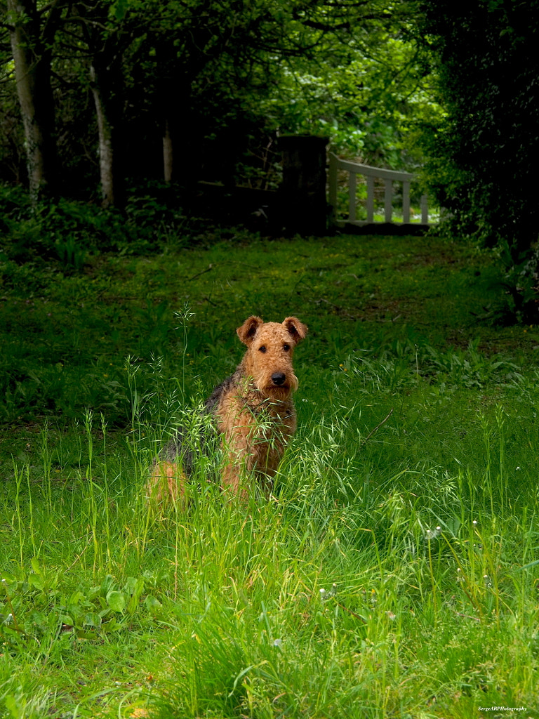 "Caesar" my dog by SergeARPHotography / 500px