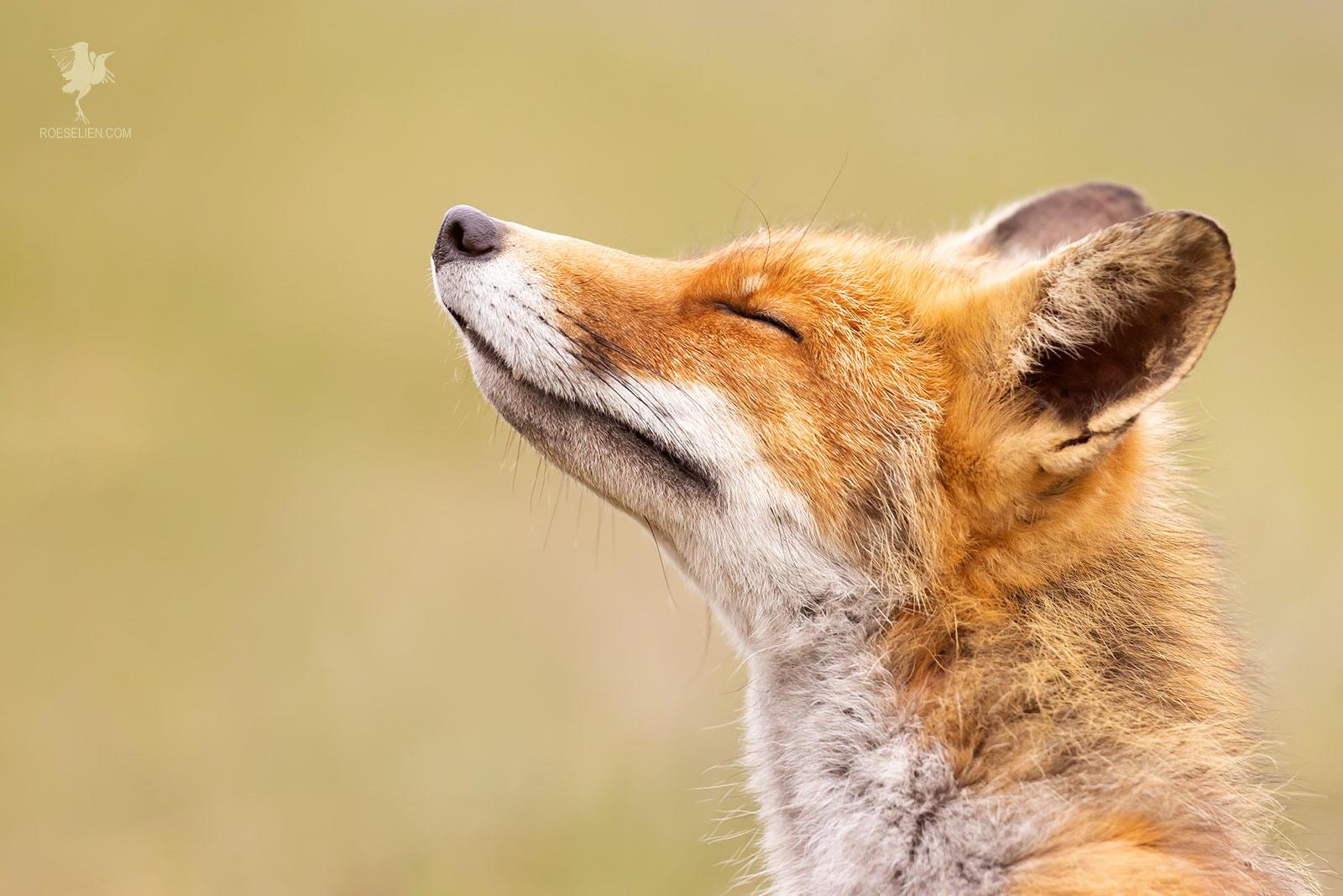 Zen Fox Being Zen by Roeselien Raimond / 500px