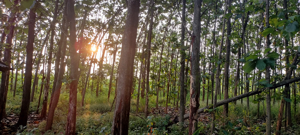 Trees in forest by Teng Un / 500px