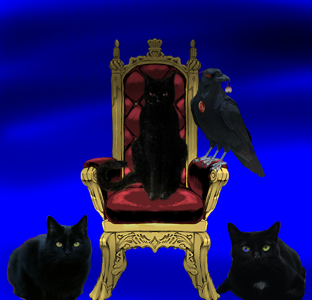 king cat by Agniaanisa kinn / 500px