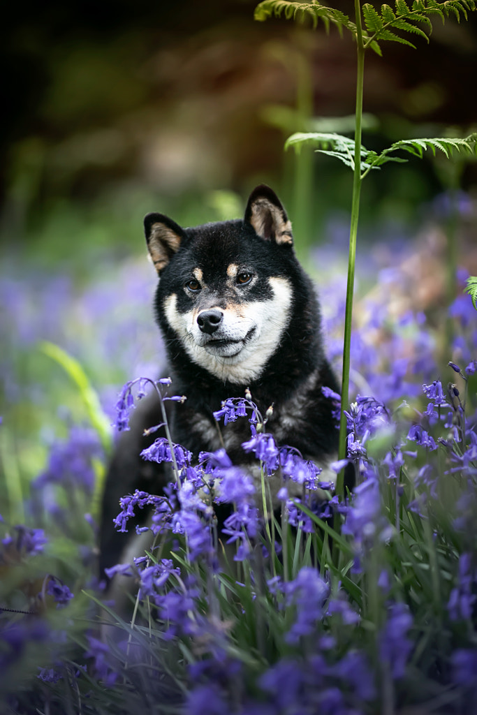 Batman Maki by Magdalena Sikora / 500px